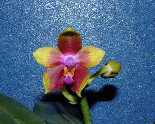 Орхидея фаленопсис Mituo Princess