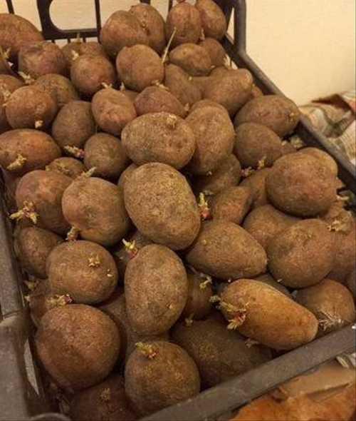 Семенной картофель элита