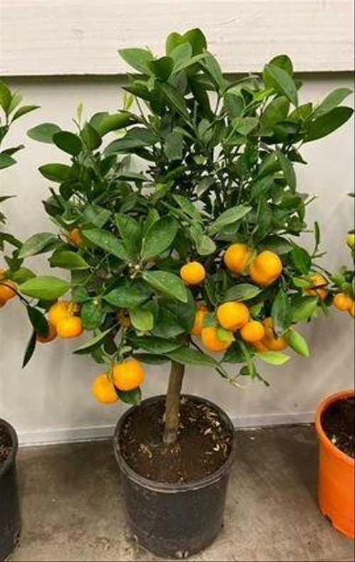 Мандариновое дерево с плодами/ Мандарин 74 см