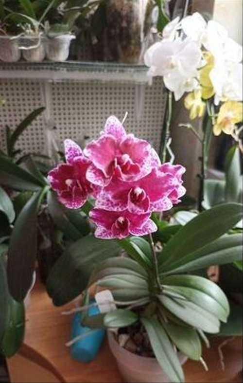 Орхидея фаленопсис Пульчерима красная