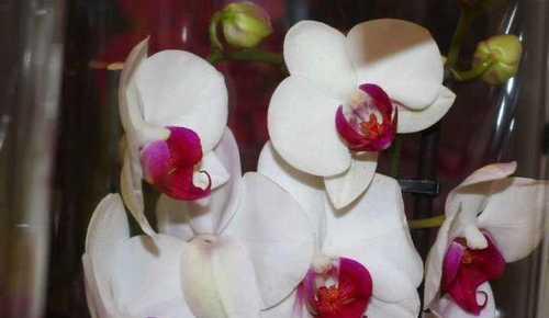 Орхидея фаленопсис белая с алой губой 960057