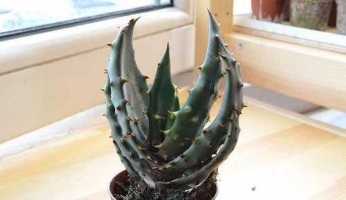 Aloe Aculeata (Алоэ) (SCT27854)