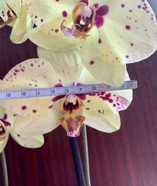 Орхидея фаленопсис "Пескара"