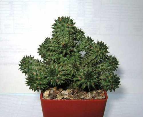 Euphorbia suzannae. Суккулент