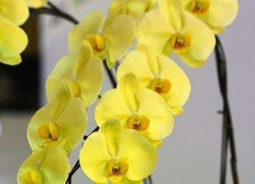 Орхидея фаленопсис В57 Phal. Golden Apollon
