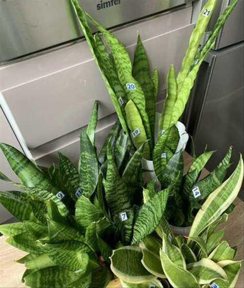 Сансевиерия ханни Sansevieria Hahnii - крепкие роз