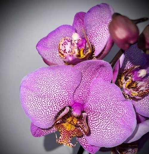 Орхидея фаленопсис манхетен
