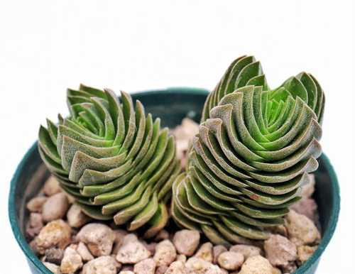 Крассула Храм Будды (Crassula Buddha’s Temple)