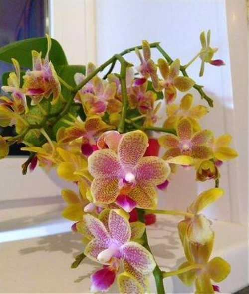 Орхидея фаленопсис Younghome Lucky Star
