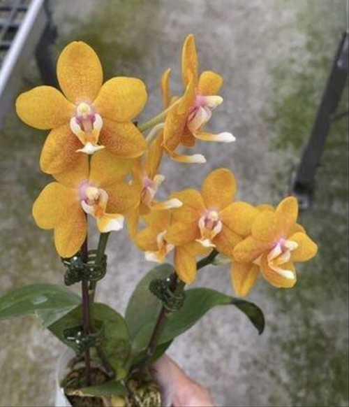 Орхидея фаленопсис Phal. Mainshow Bell