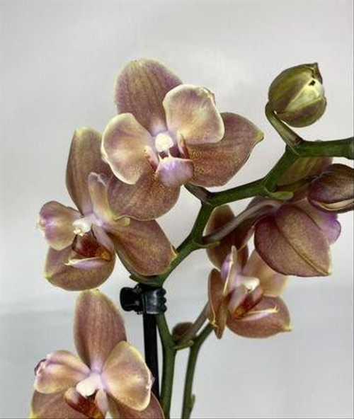 Орхидея фаленопсис брион