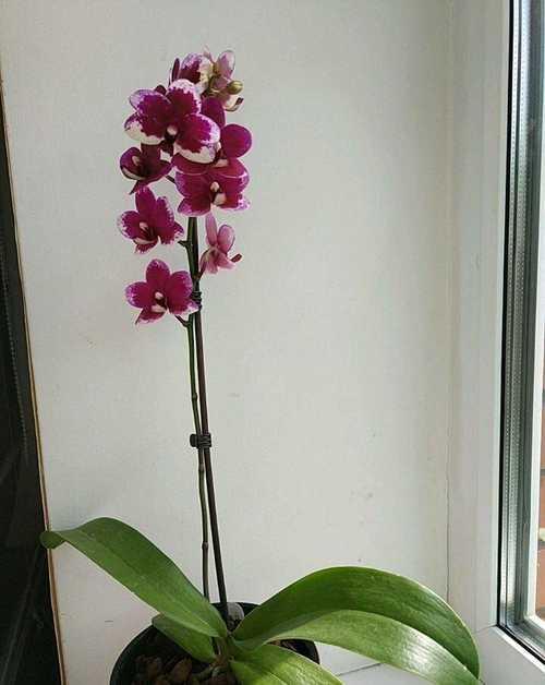 Орхидея фаленопсис P. Taisuco Micky