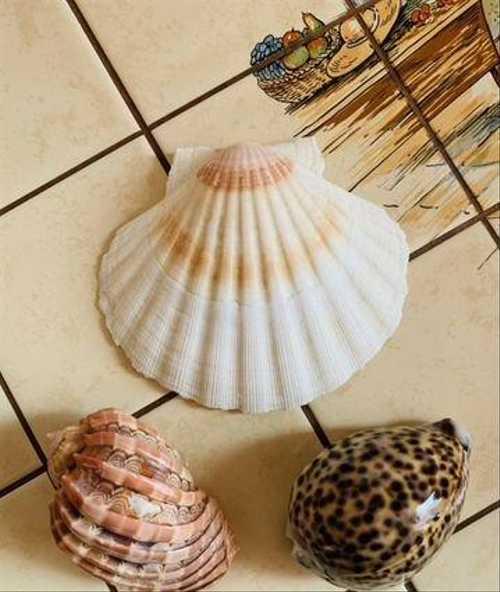 Морские ракушки раковины декор