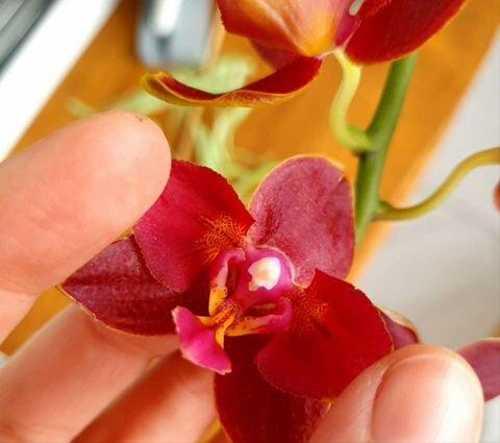 Орхидея фаленопсис феникс арома в пластике 95520