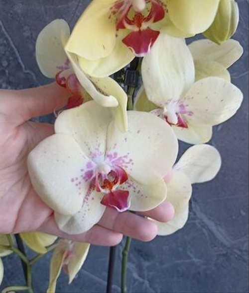 Орхидея фаленопсис Edyta