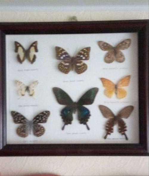 Пано, картина бабочки