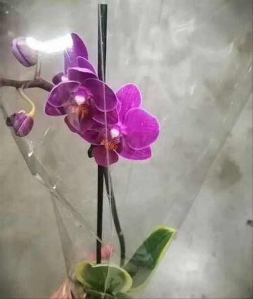Орхидея фаленопсис Сого Кофе