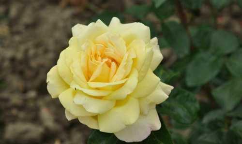 Роза чайно-гибридная Глория Дей саженец