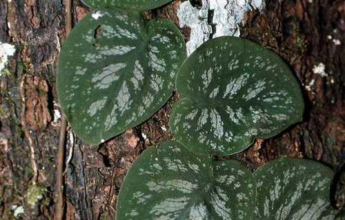Монстера Monstera Dubia