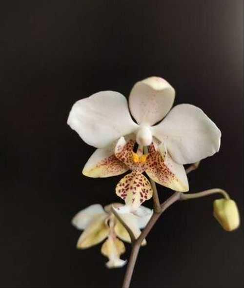 Орхидея Phal. Stuartiana Var nobilis -915