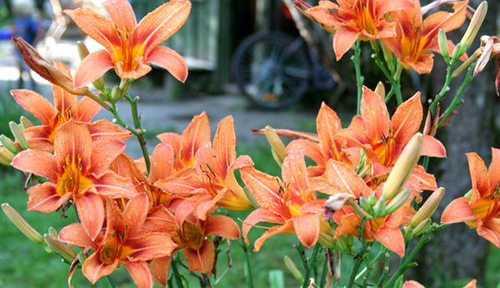 Лилейник рыжий (Hemerocallis Fulva)
