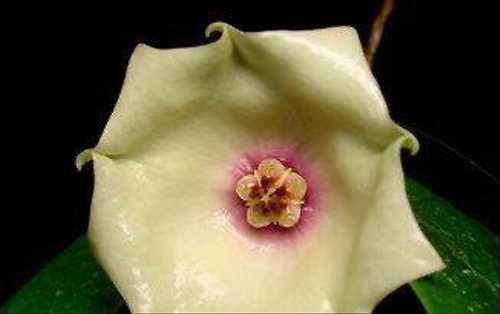 Видовые и сортовые хойи