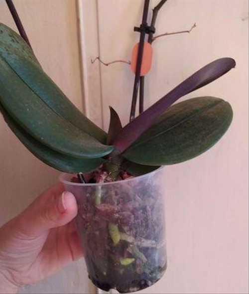 Орхидея фаленопсис dusty belle