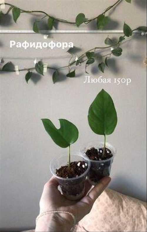 Ароидные растения