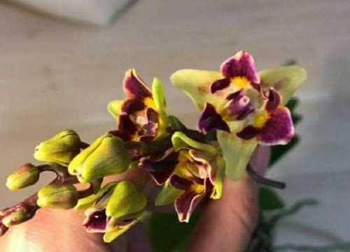 Орхидея фаленопсис бабочки