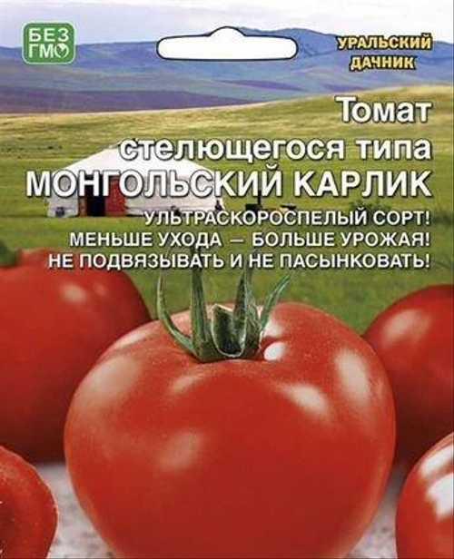 Рассада томат, помидор Монгольский карлик