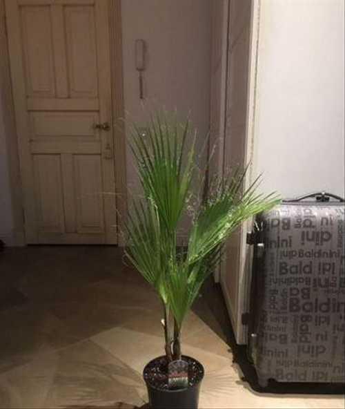Пальма Вашингтония, в наличии, веерная пальма
