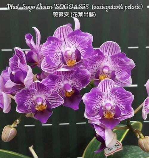 Орхидея Бабочка Sogo Vivien