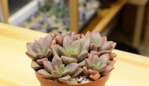 Graptoveria Gilva (Граптоверия Гилва) (SCT28560)