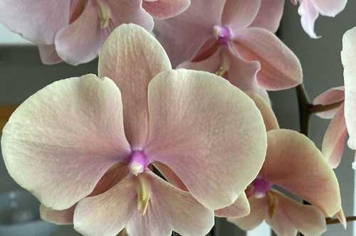 Орхидея осенний ветер фото и описание сорта