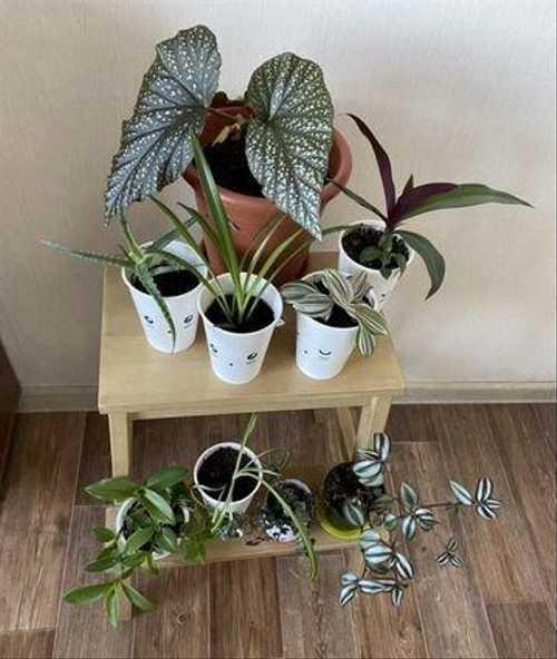 9 растений за 600