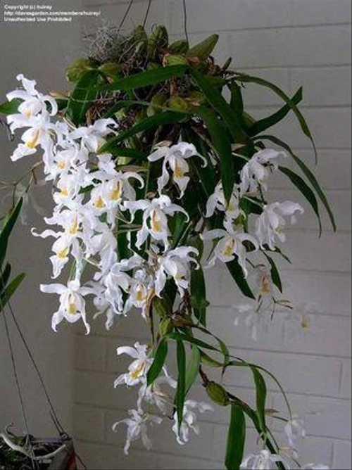 Орхидея, Coelogyna cristata