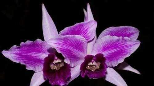 Орхидея Катлея пурпурата