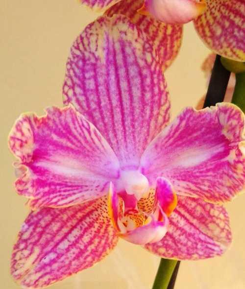 Орхидея фаленопсис Равелло бабочка