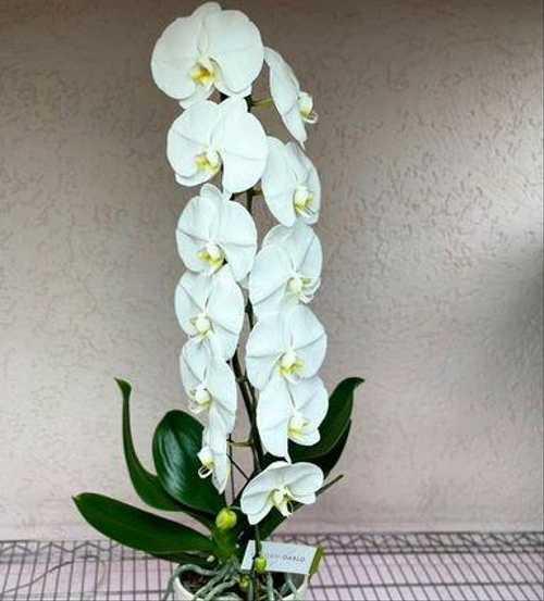 Орхидея Формидабло