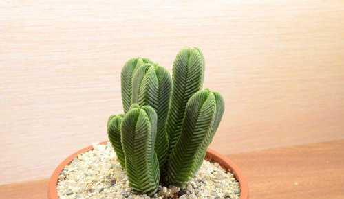 Crassula Pyramidalis (Крассула Пирамидалис) (SCT28