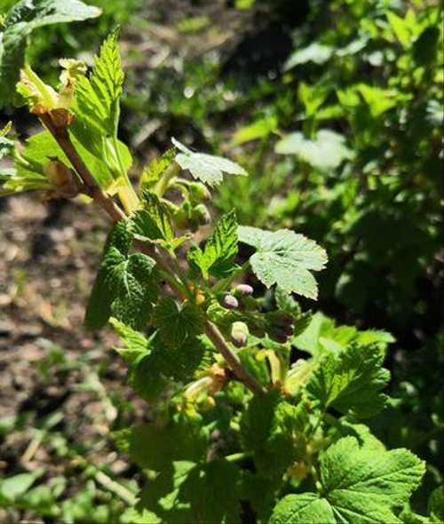 Саженцы красной смороды и черной