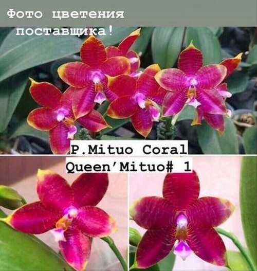 Редкая орхидея азиат Phal. Mituo Coral Queen’ Mitu