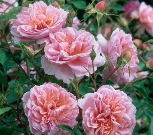 Английские кустовые розы Анна Болейн