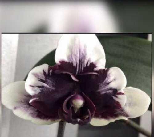 Орхидея фаленопсис Dtps. Little Kinght ‘ Plastic D