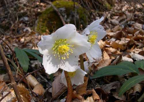 Морозник черный Preacox Зимостойкий