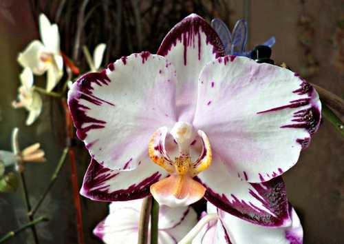 Орхидея фаленопсис phal legenda (ever spring Princ