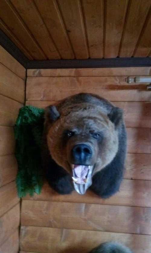 Чучело головы медведя