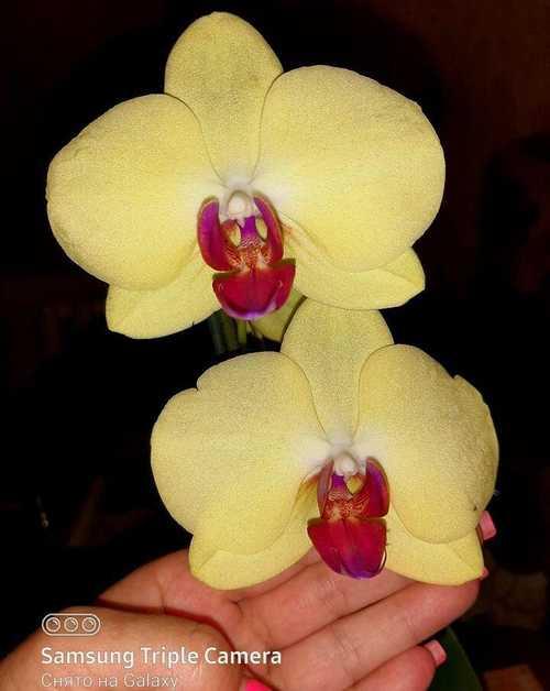 Орхидея фаленопсис подросток