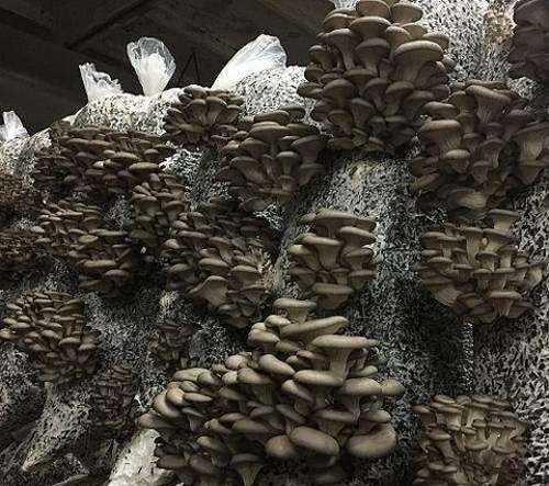 Грибные Блоки и свежие грибы"Вешенка"