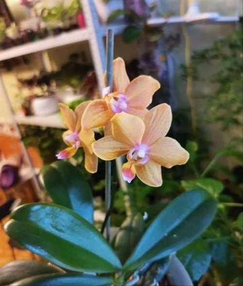 Орхидея фаленопсис Orange Blossom